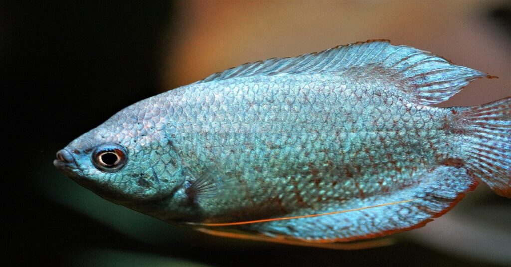 30 Peaceful Community Fish Perfect For Your Aquarium - Fun Fish Tank